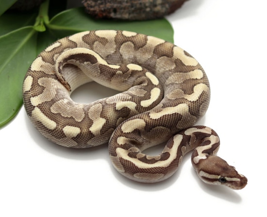 Bamboo Mahogany Combo? Ball Python by Dynasty Reptiles