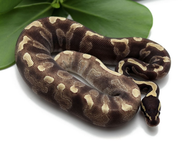 GHI Mojave Enchi Ball Python by Dynasty Reptiles - MorphMarket