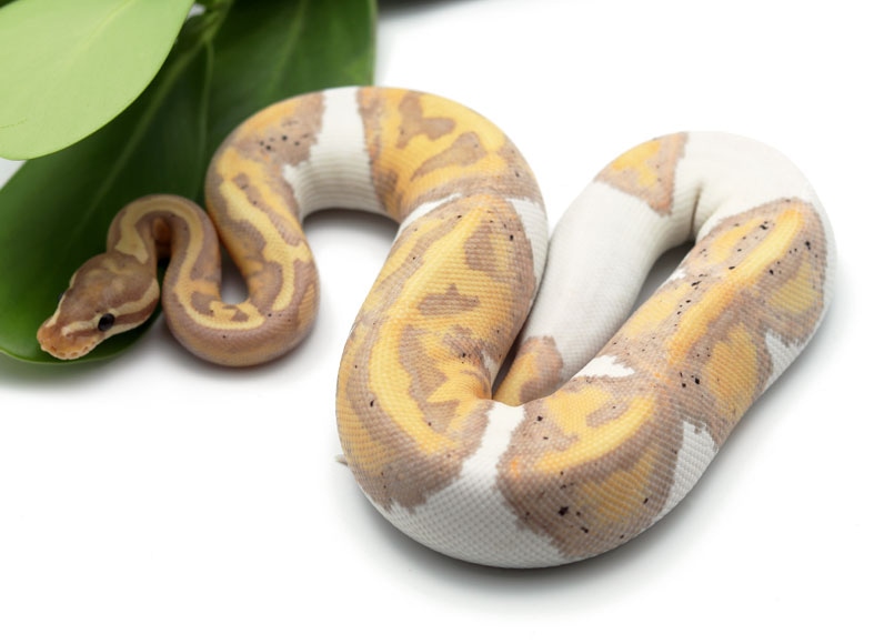 Banana Pied Ball Python by Dynasty Reptiles - MorphMarket