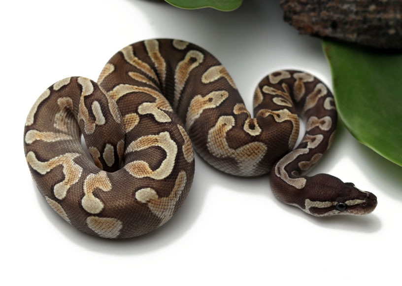 GHI Cinnamon Butter CALico (Male) Ball Python by Dynasty Reptiles ...