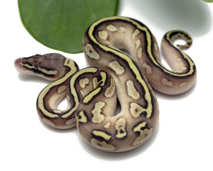 Bongo Pastel Butter Ball Python by Dynasty Reptiles - MorphMarket