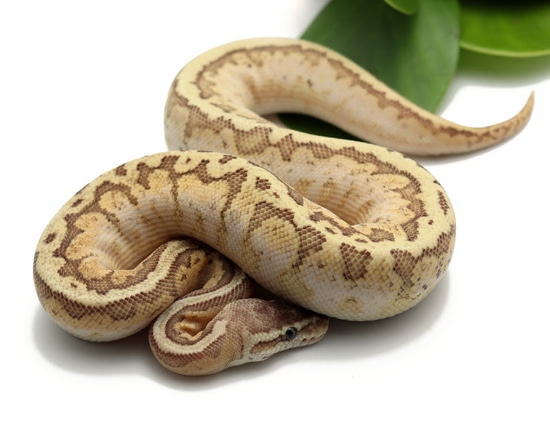 Emperor Pin Calico Ball Python by Dynasty Reptiles