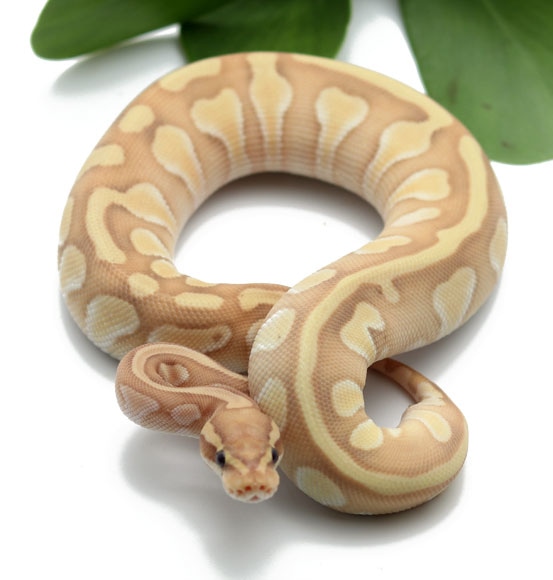 Banana Enchi Butter Ball Python by Dynasty Reptiles - MorphMarket