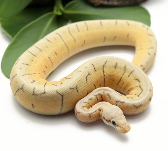 Killer Blast Ball Python by Dynasty Reptiles