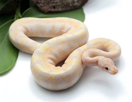 Super Banana Enchi Ball Python by Dynasty Reptiles