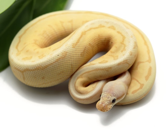 Banana Leopard Spinner Blast Ball Python by Dynasty Reptiles