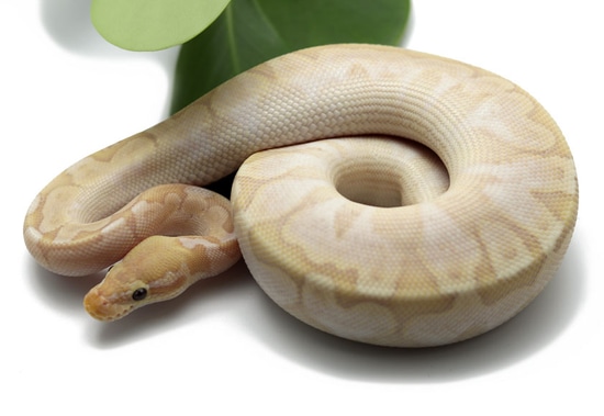Banana Bamboo Ball Python by Dynasty Reptiles