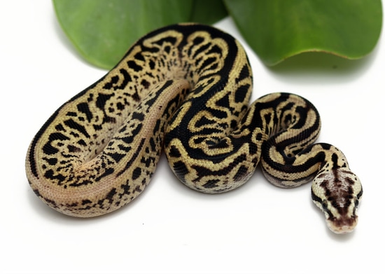 Leopard Spotnose Pastel HGW Combo Ball Python by Dynasty Reptiles