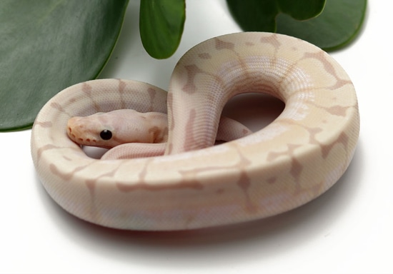 Super Banana Bee Ball Python by Dynasty Reptiles