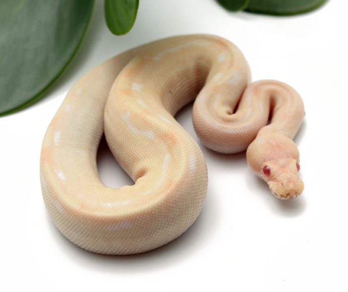 Banana Albino Champagne Ball Python by Dynasty Reptiles - MorphMarket