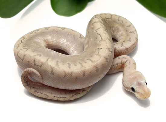 Bamboo GHI Lemonblast Ball Python by Dynasty Reptiles