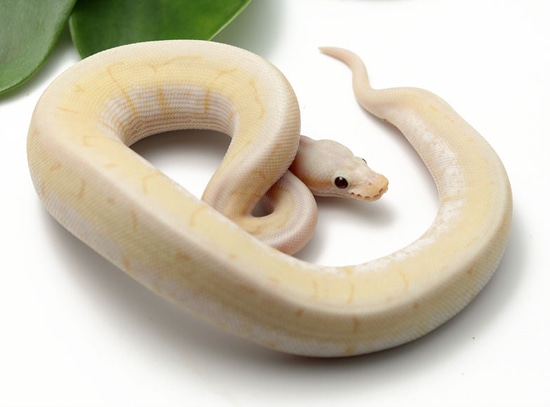 Banana Spinner Blast Ball Python by Dynasty Reptiles