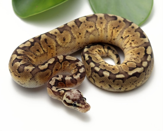 Bongo Pastel Woma Ball Python by Dynasty Reptiles