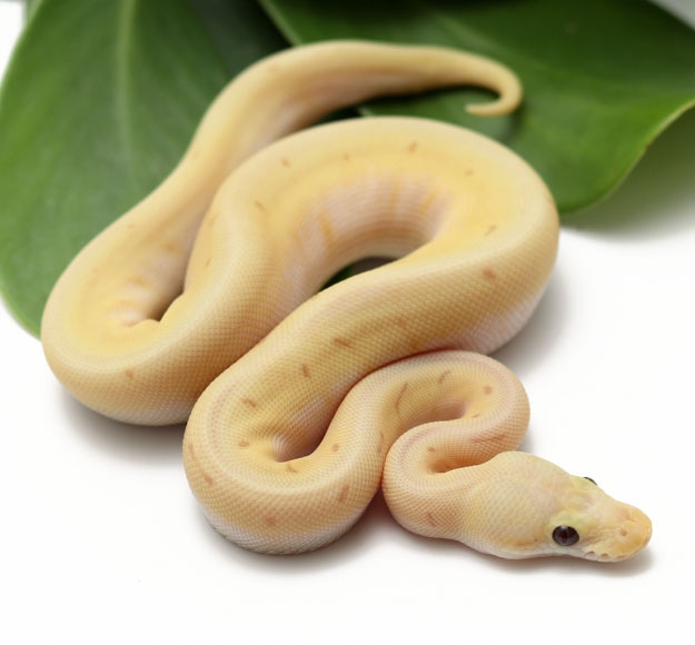 Banana Spotpin Enchi Poss Het Sunset Ball Python by Dynasty Reptiles ...