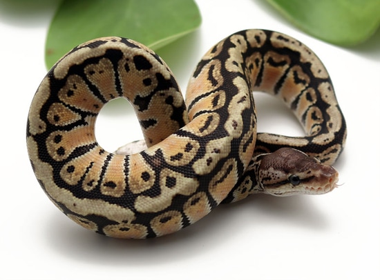 HGW Pastel Ball Python by Dynasty Reptiles