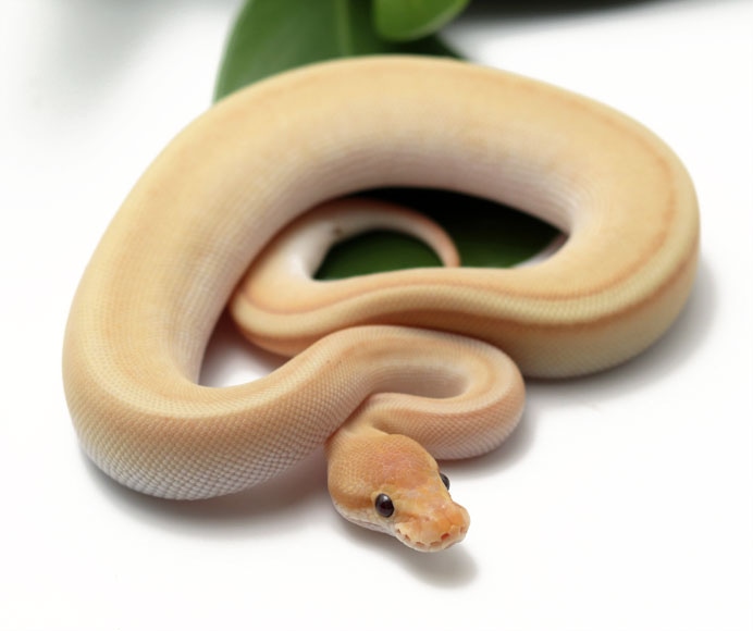 Banana Genetic Stripe Butter Ball Python by Dynasty Reptiles - MorphMarket
