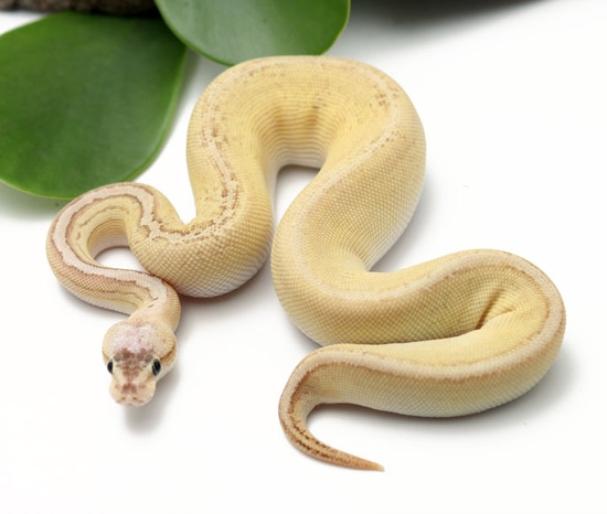 Bongo Pewter Butter (Male) Ball Python by Dynasty Reptiles