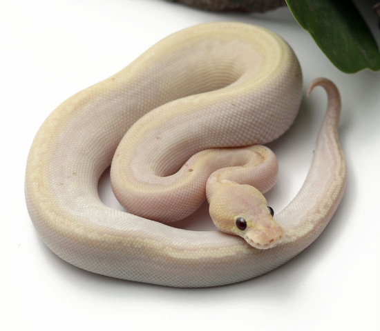 Banana Bamboo Red Axanthic (Male) Ball Python by Dynasty Reptiles