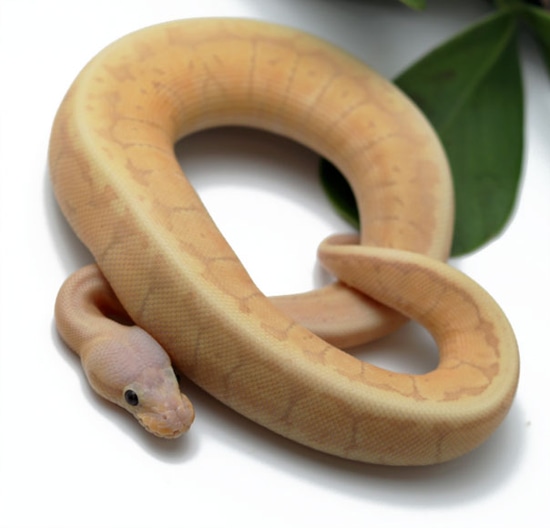 Banana Super Blast (Male) Ball Python by Dynasty Reptiles
