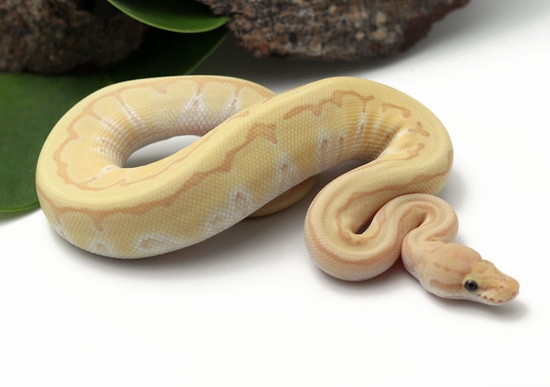 Banana Kingpin Enchi (Male) Ball Python by Dynasty Reptiles