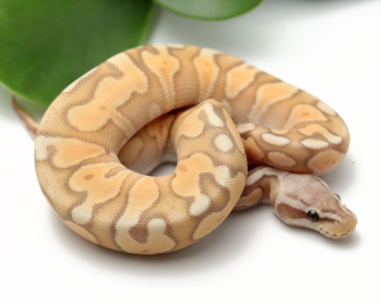 Banana Pewter Enchi (Male) Ball Python by Dynasty Reptiles