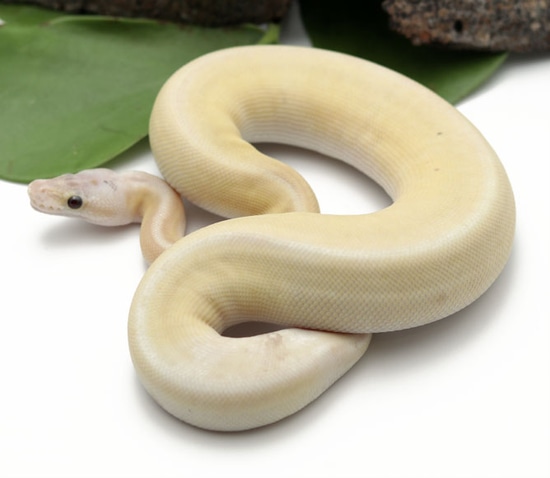 Banana Bongo Pewter Poss Het Sunset (Female) Ball Python by Dynasty Reptiles