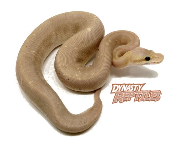 Banana Silver Bullet Ball Python by Dynasty Reptiles