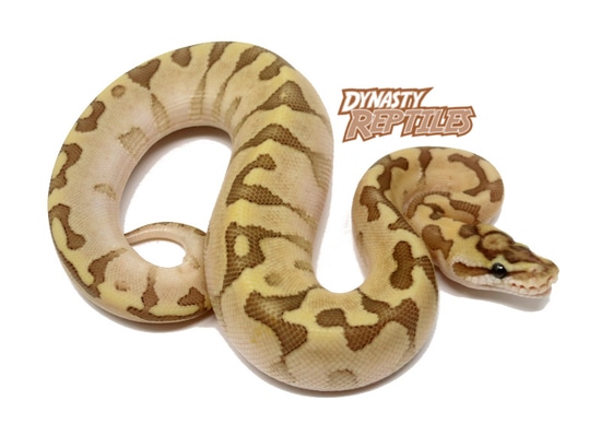 Bamboo Super Enchi Ball Python by Dynasty Reptiles