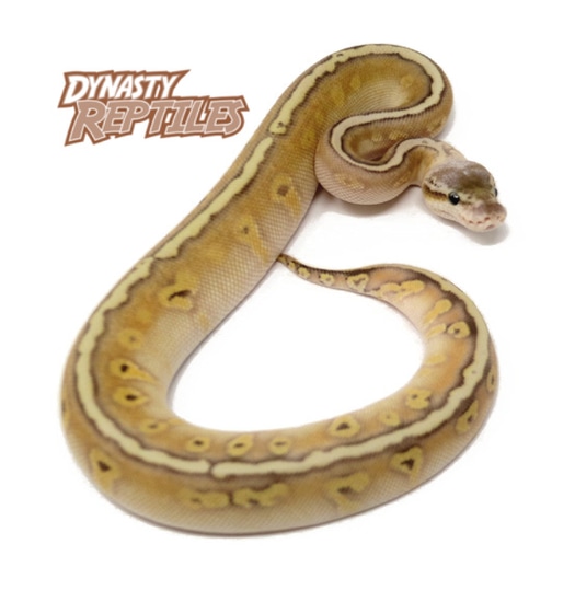 HGW Super Pastel Mojave Ball Python by Dynasty Reptiles