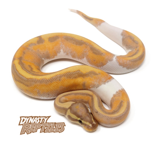 Banana Pied Ball Python by Dynasty Reptiles - MorphMarket