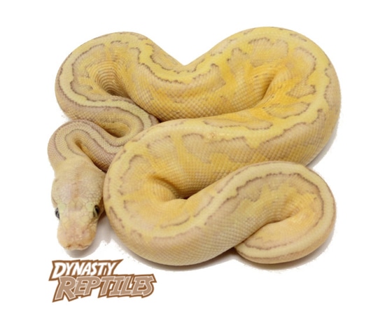 Raven Super Emperor Pin Fire Ball Python by Dynasty Reptiles