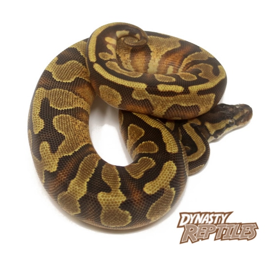 Enchi YB Ball Python by Dynasty Reptiles