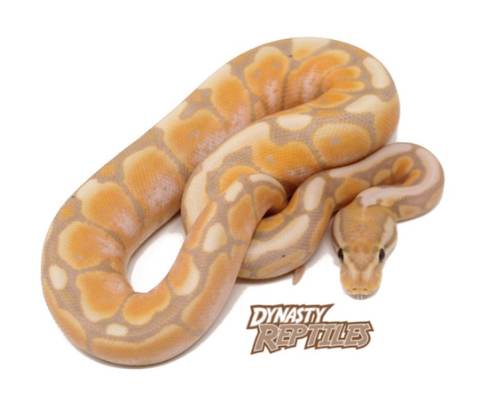 Banana Cinnamon Spider Poss Het Sunset (FM) Ball Python by Dynasty Reptiles