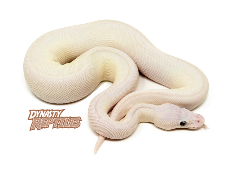 Banana Blue Eye Leucistic Ball Python by Dynasty Reptiles - MorphMarket