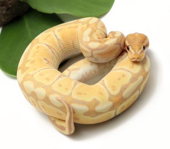 Banana Bongo Ball Python by Dynasty Reptiles