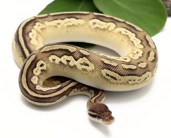 Bongo Pastel Butter Ball Python by Dynasty Reptiles