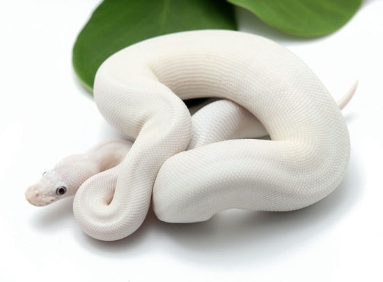 Blue Eye Leucistic Combo Ball Python by Dynasty Reptiles