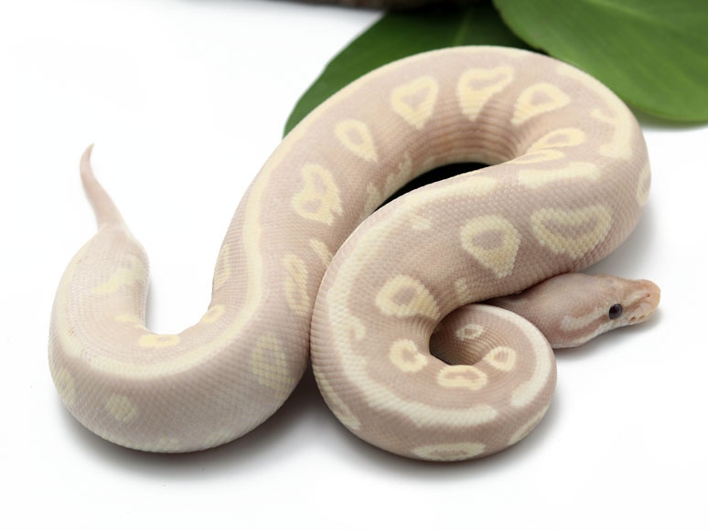 Super Banana Mojave Ball Python by Dynasty Reptiles - MorphMarket