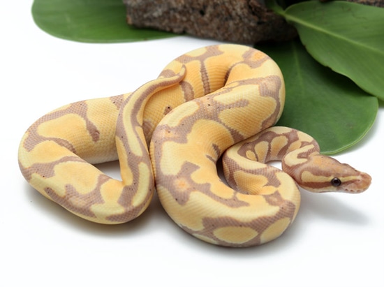Banana Enchi Ball Python by Dynasty Reptiles
