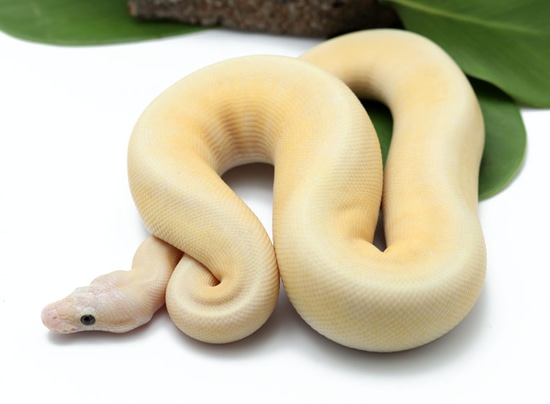 Super Emperor Pin Fire Ball Python by Dynasty Reptiles