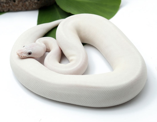 Blue Eye Leucistic High Combo Ball Python by Dynasty Reptiles