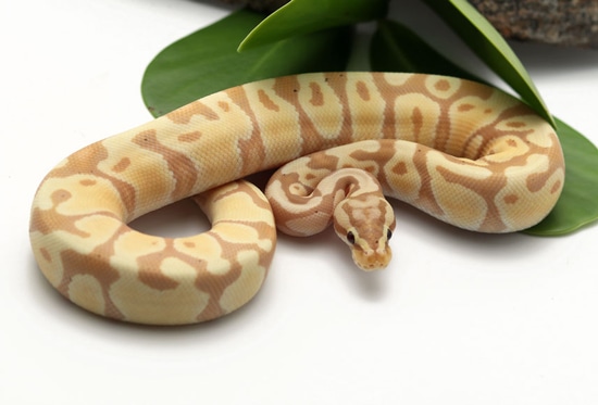 Banana Enchi Pastel Ball Python by Dynasty Reptiles