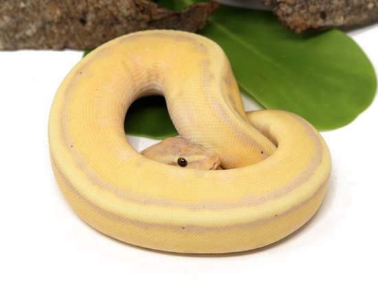 Banana Genetic Stripe Ball Python by Dynasty Reptiles