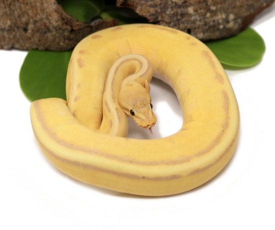 Banana Genetic Stripe Ball Python by Dynasty Reptiles