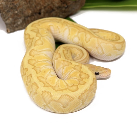 Banana Raven Kingpin Ball Python by Dynasty Reptiles