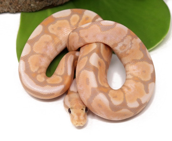 Banana Cinnamon Spider Ball Python by Dynasty Reptiles