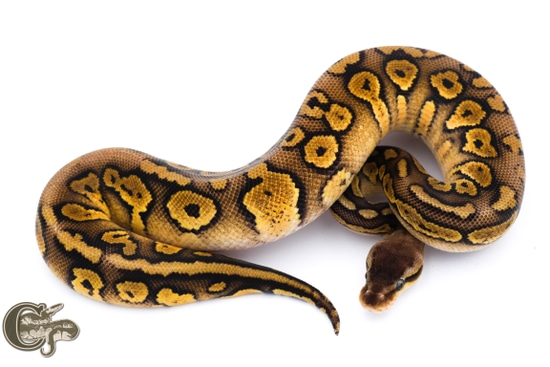 Cinder Pastel Het Hypo Ball Python by Chimera