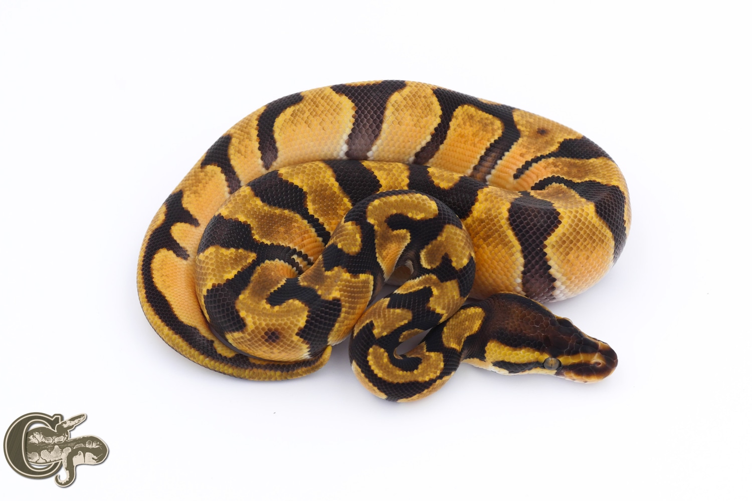 Orange Dream Enchi Het Desert Ghost 50% Het Pied *Strong Markers* Ball ...