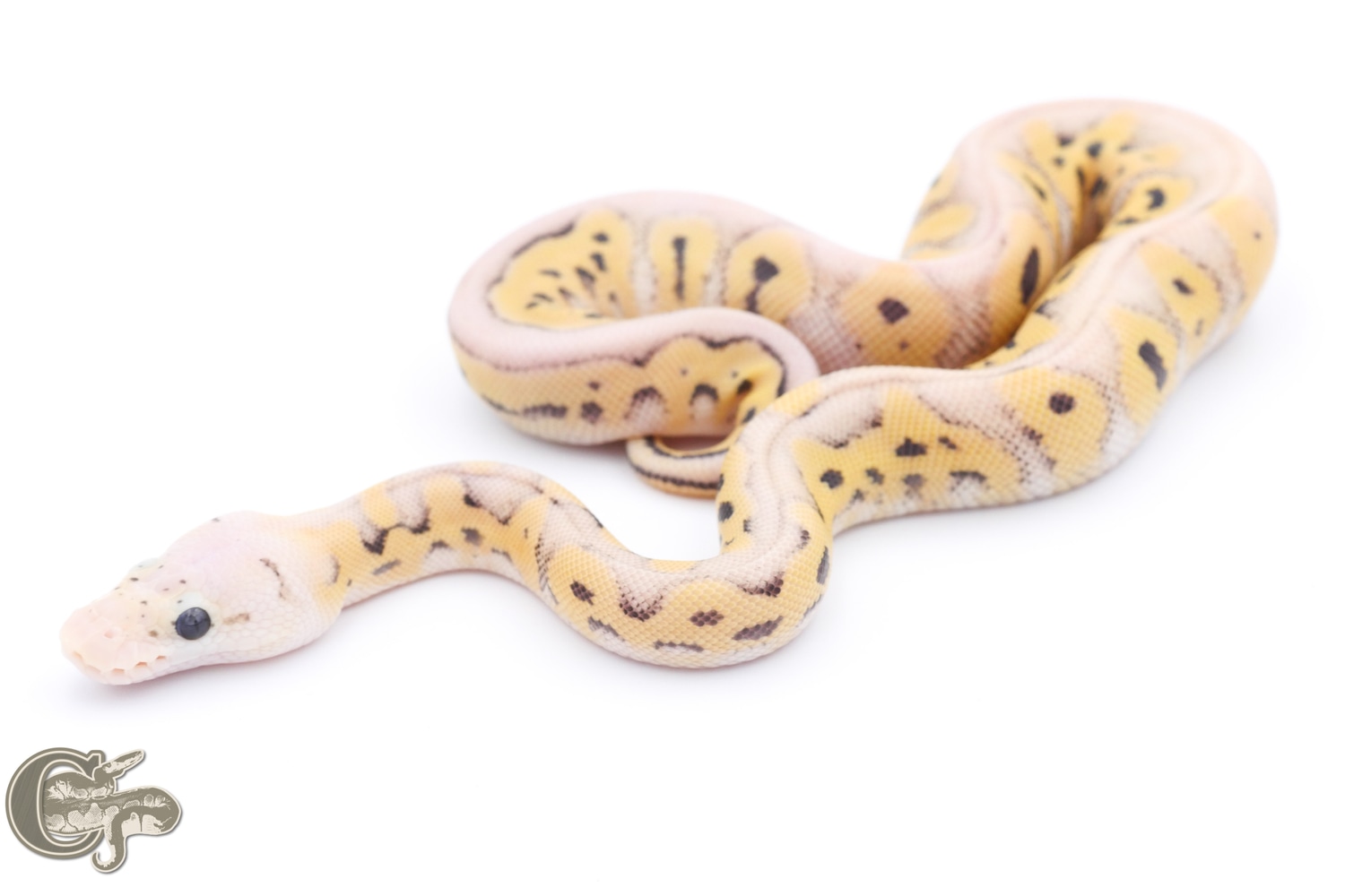 Killer Desert Ghost Clown Ball Python by Capital Reptiles - MorphMarket