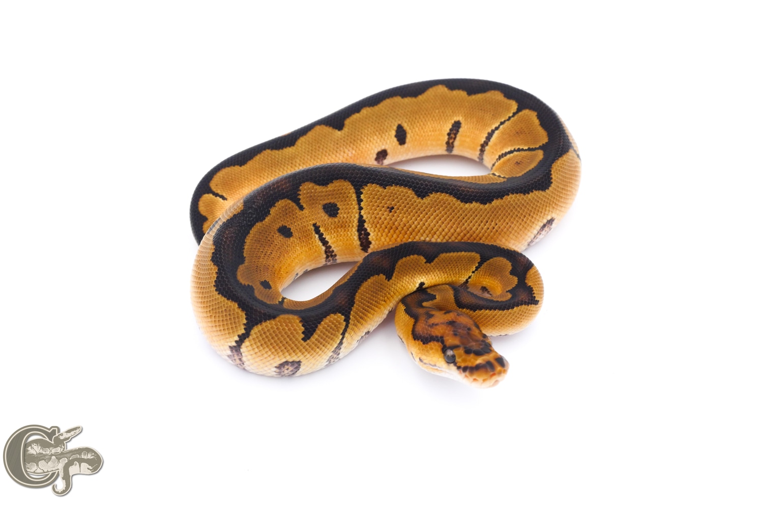 Blade Clown Ball Python by Chimera - MorphMarket